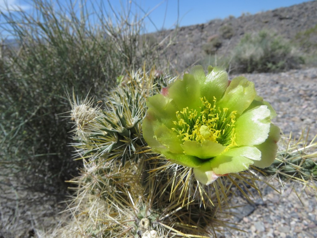 Native Plants & Wildlife | Amargosa Conservancy