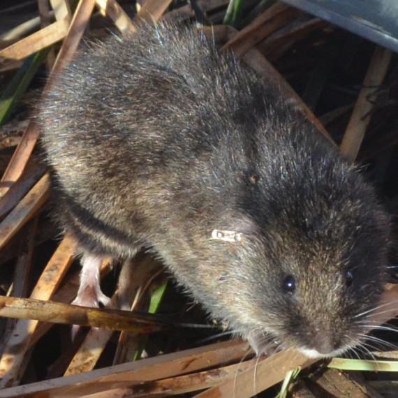 Amargosa Vole - Amargosa Conservancy