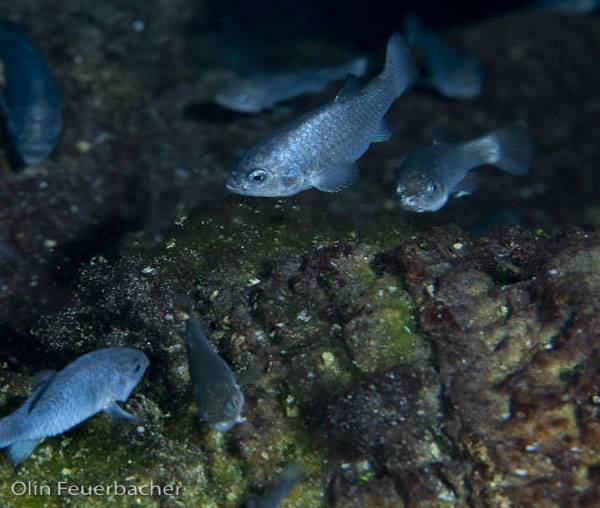 pupfish-02 - Amargosa Conservancy