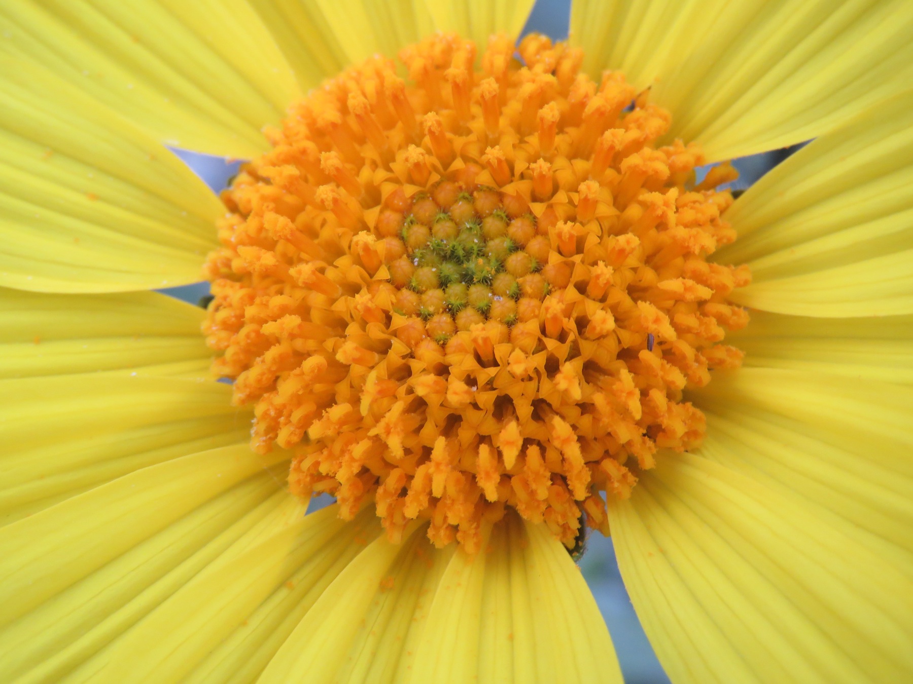 Wildflower Excursion - Amargosa Conservancy