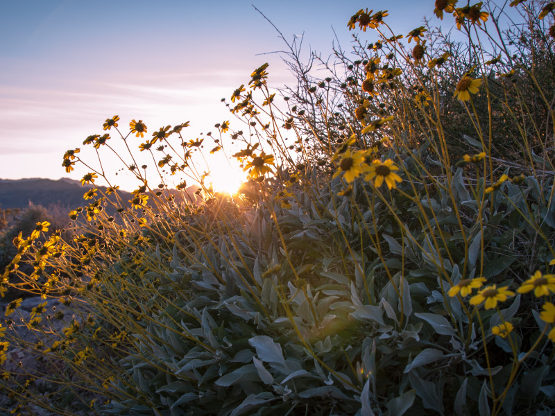 Amargosa Conservancy - A River in the Desert | Amargosa Conservancy