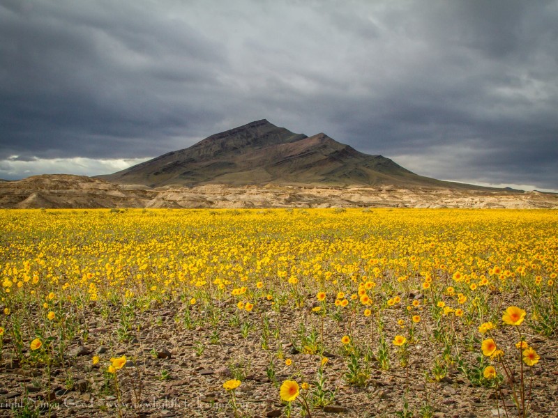 Amargosa Conservancy - A River in the Desert | Amargosa Conservancy