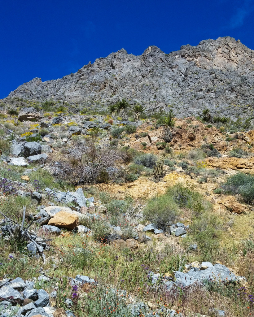 Destination: Kingston Range - Amargosa Conservancy