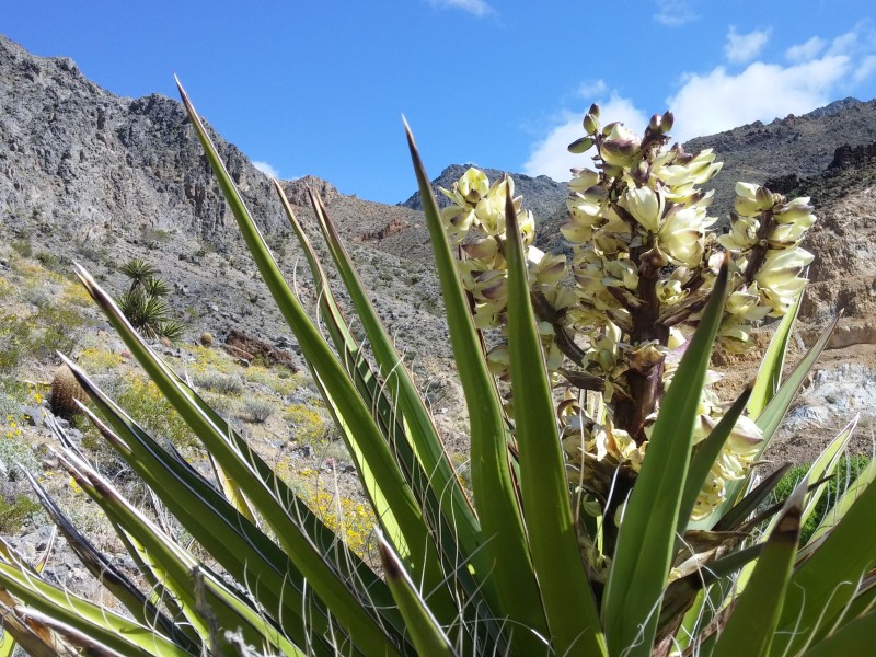Amargosa Conservancy - A River in the Desert | Amargosa Conservancy