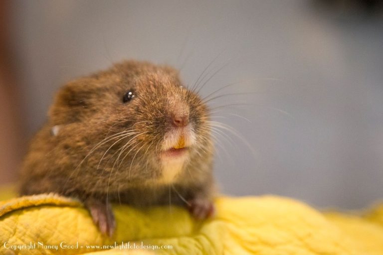 Stewardship On the Desert Conservation Lands Retrospective: Saving the ...