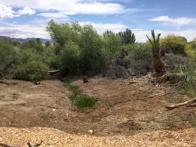 marsh pre irrigation - Amargosa Conservancy
