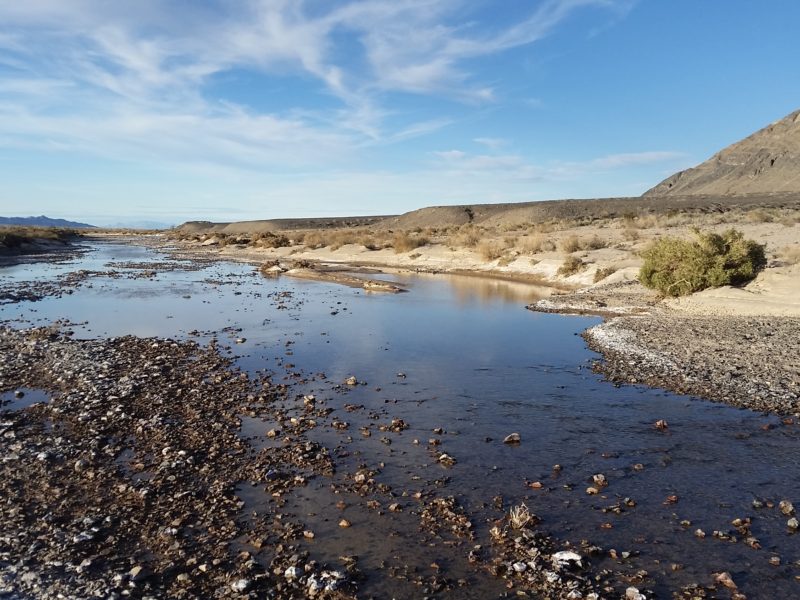 Amargosa Conservancy - A River in the Desert | Amargosa Conservancy