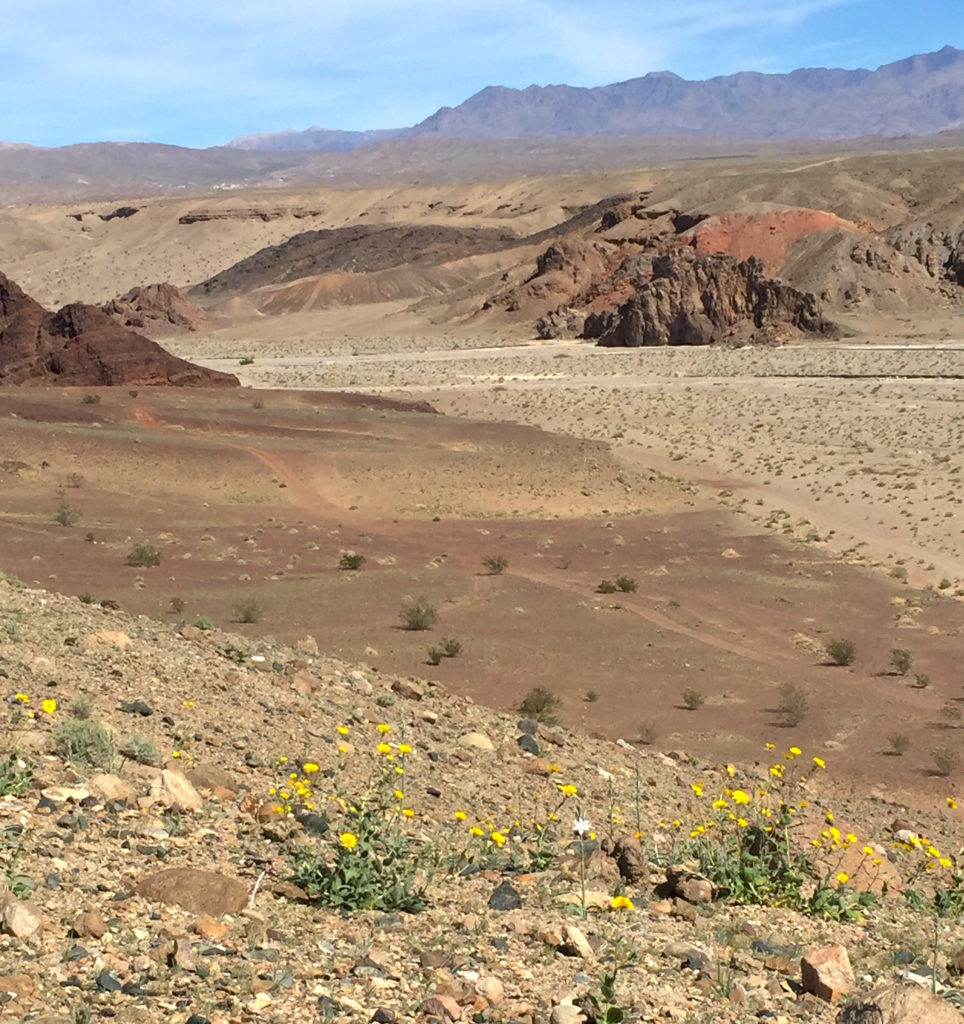 Vertical Mulching: A story of “Planting Dead Branches” to Restore ...
