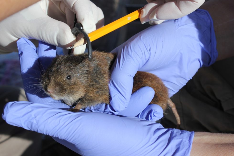 Amargosa Vole - Amargosa Conservancy