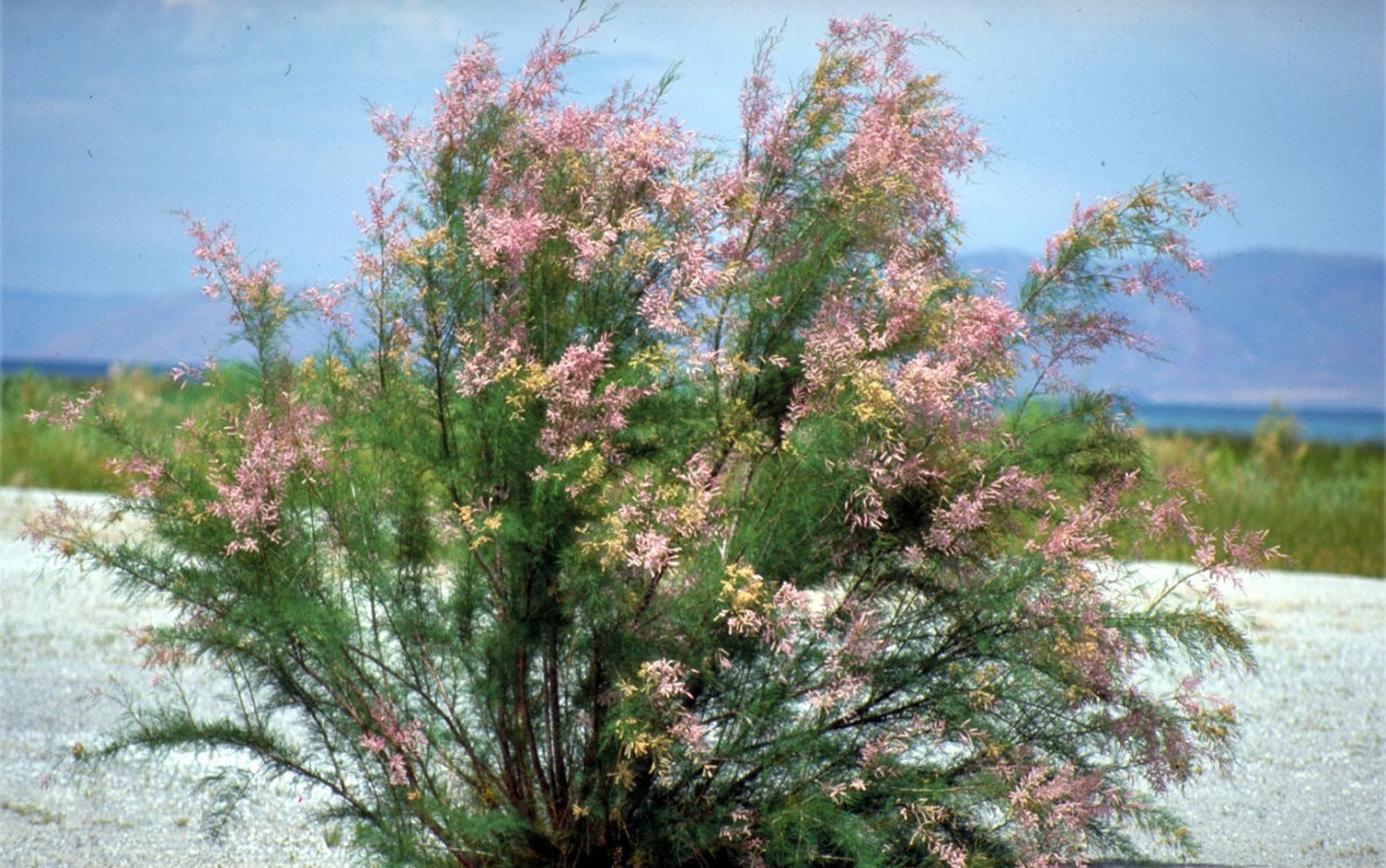 Tamarisk Removal - Amargosa Conservancy