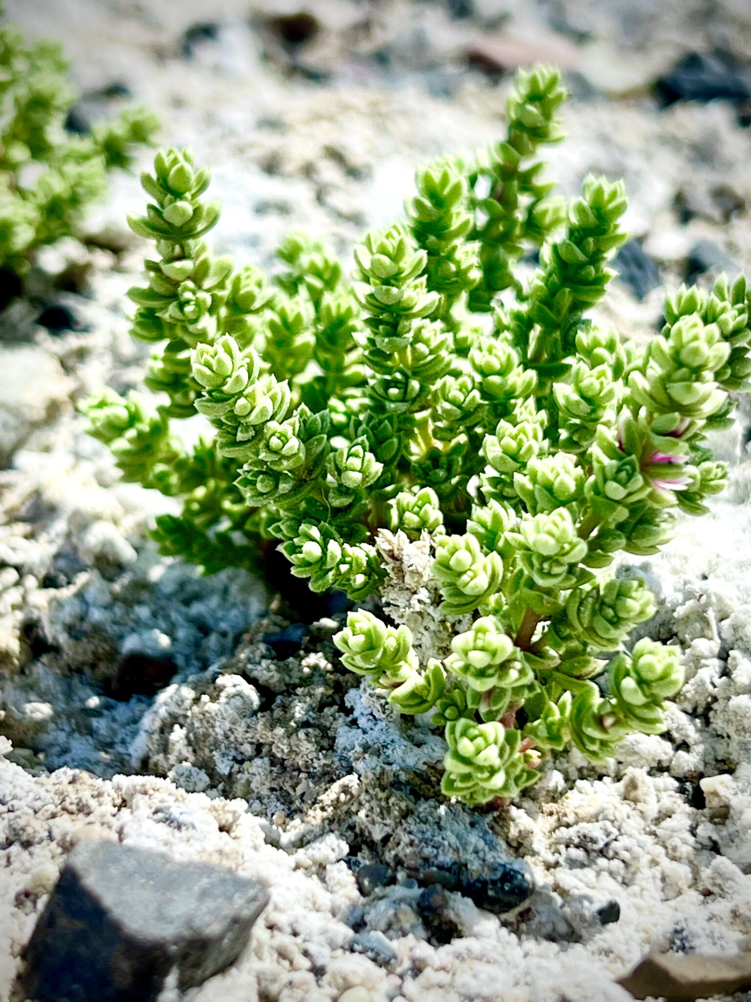The drought is real in the Amargosa Basin. Here's how we're responding ...