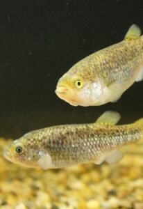 Fishes of the Amargosa Basin - Amargosa Conservancy