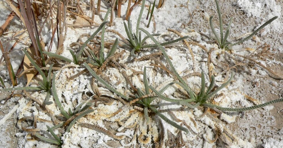 Discover: Ash Meadows National Wildlife Refuge - Amargosa Conservancy