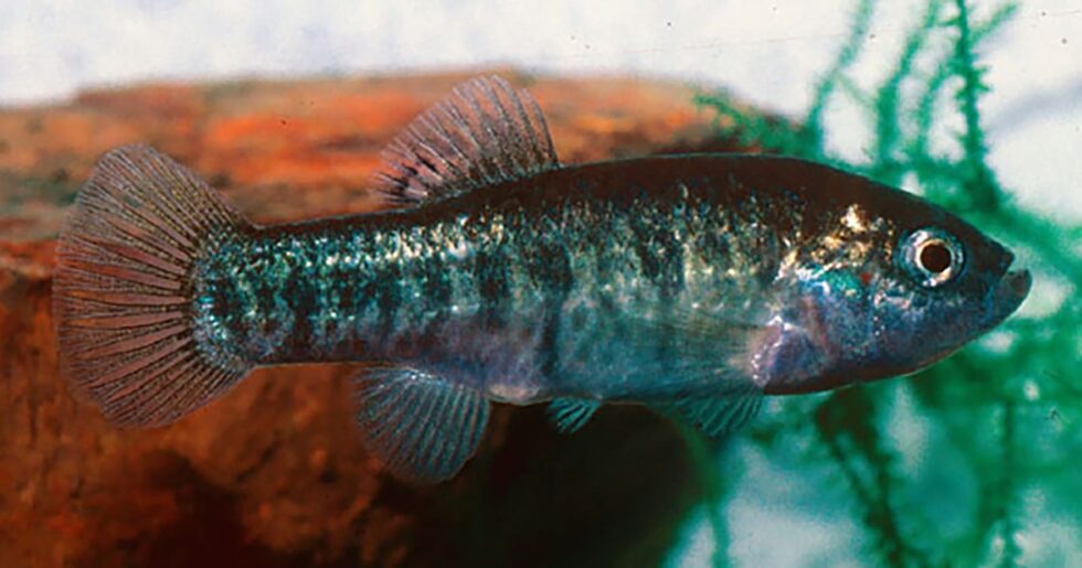 Discover: Ash Meadows National Wildlife Refuge - Amargosa Conservancy