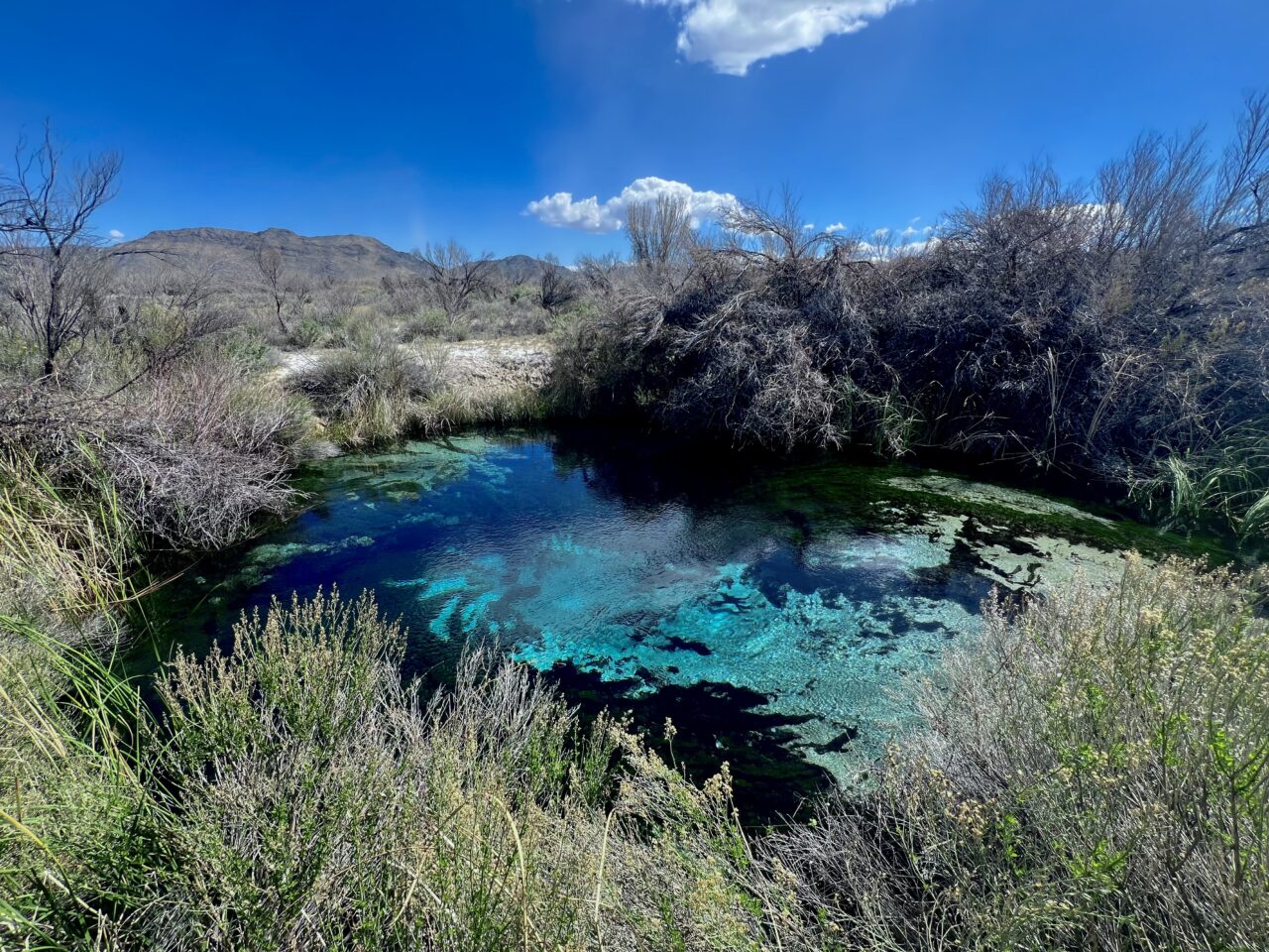 Save Ash Meadows - Amargosa Conservancy